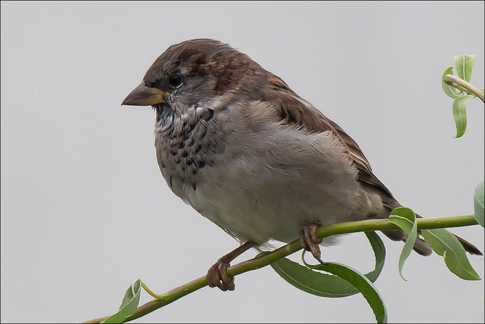 Spatz Foto & Bild | natur, vogel, landschaft Bilder auf fotocommunity