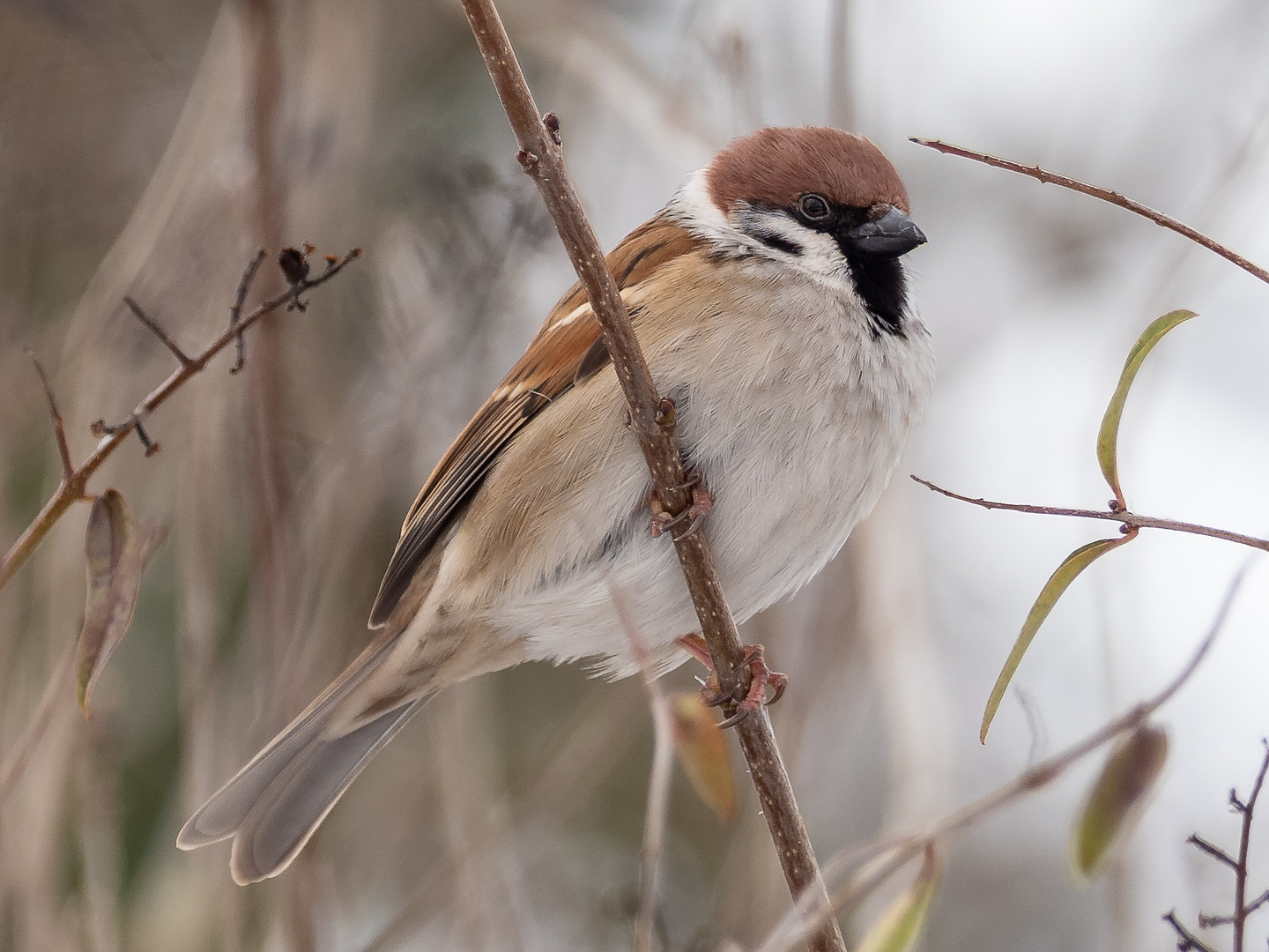Spatz Foto & Bild | winter, natur, sperling Bilder auf fotocommunity