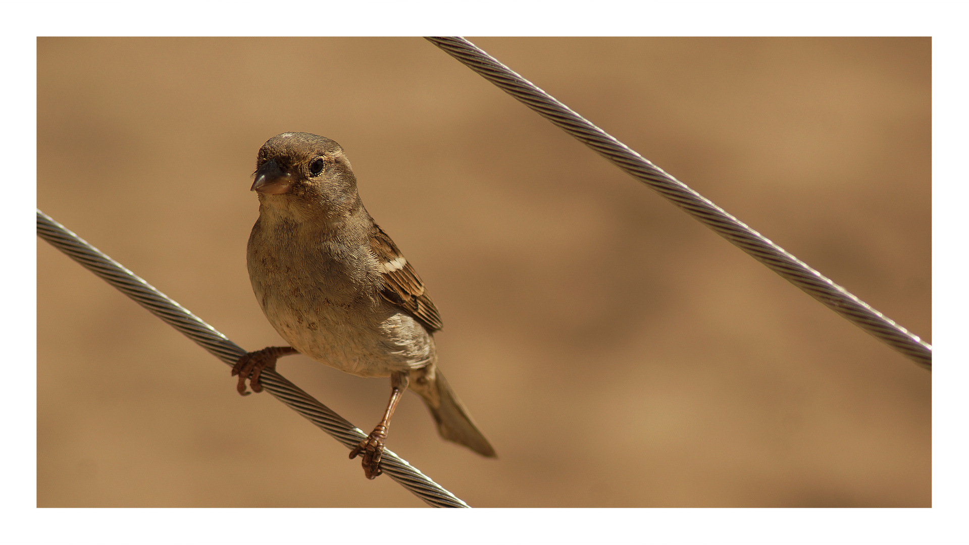 Spatz Foto & Bild | jahreszeiten, sommer, natur-kreativ Bilder auf ...