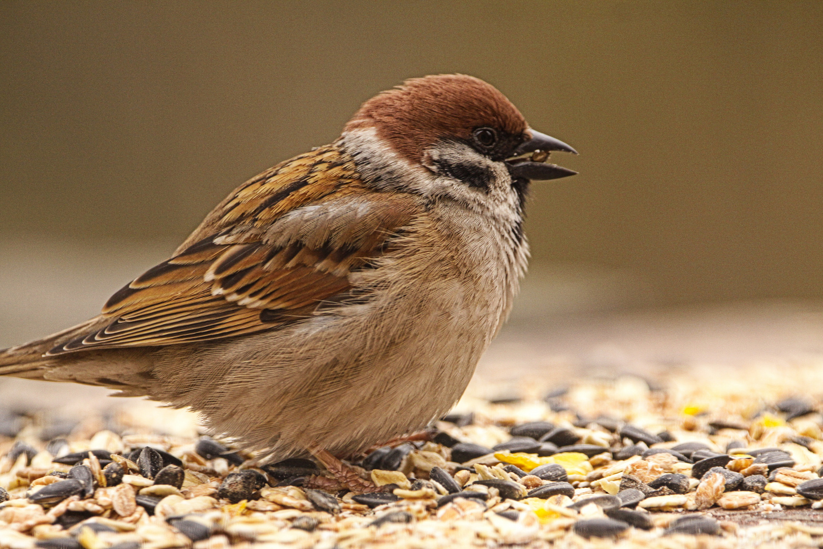 Spatz Foto & Bild | tiere, wildlife, wild lebende vögel Bilder auf ...