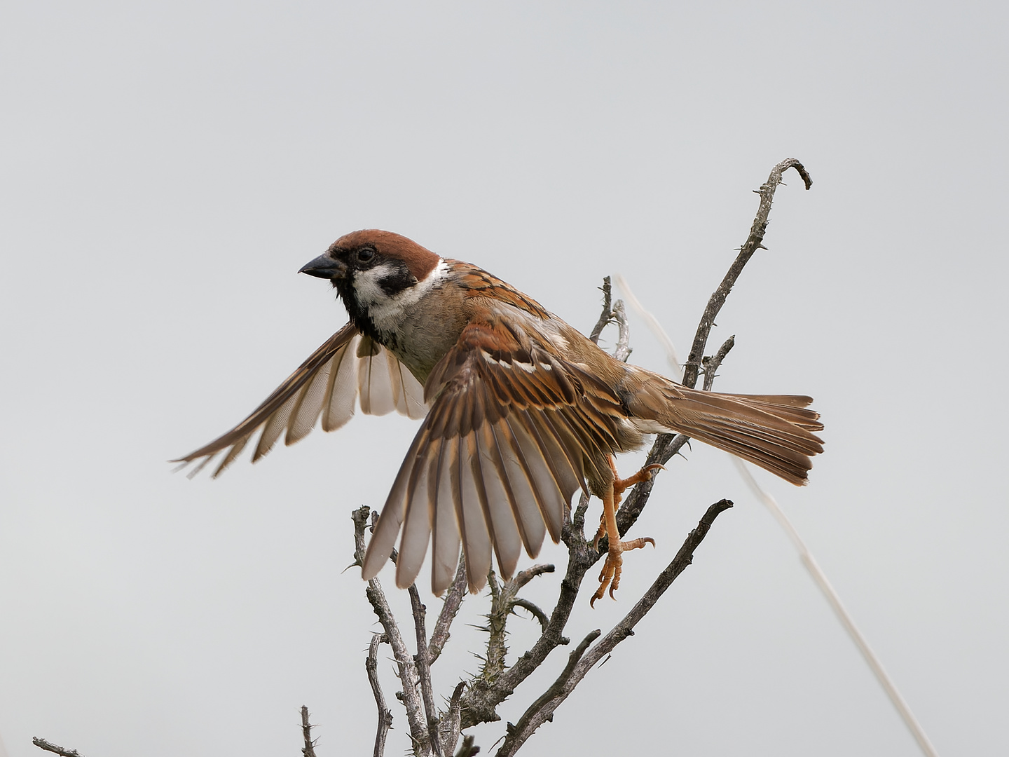 Spatz am Ostseestrand Foto & Bild | ostsee, natur, tiere Bilder auf ...