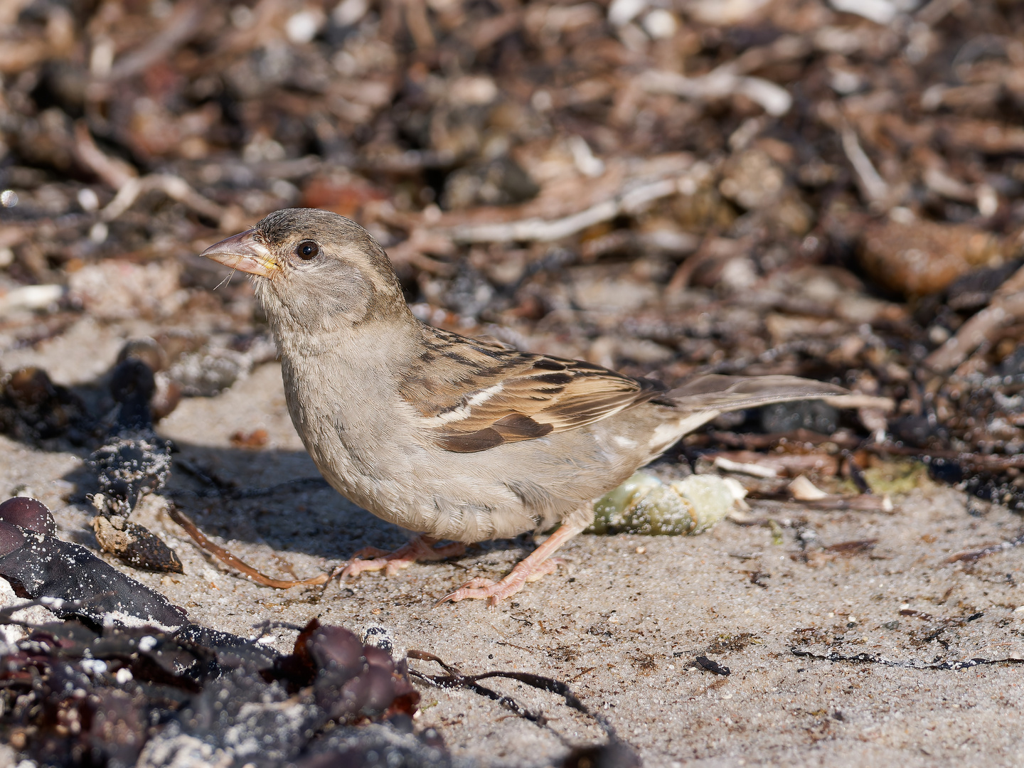 Spatz am Ostseestrand Foto & Bild | europe, scandinavia, denmark Bilder ...