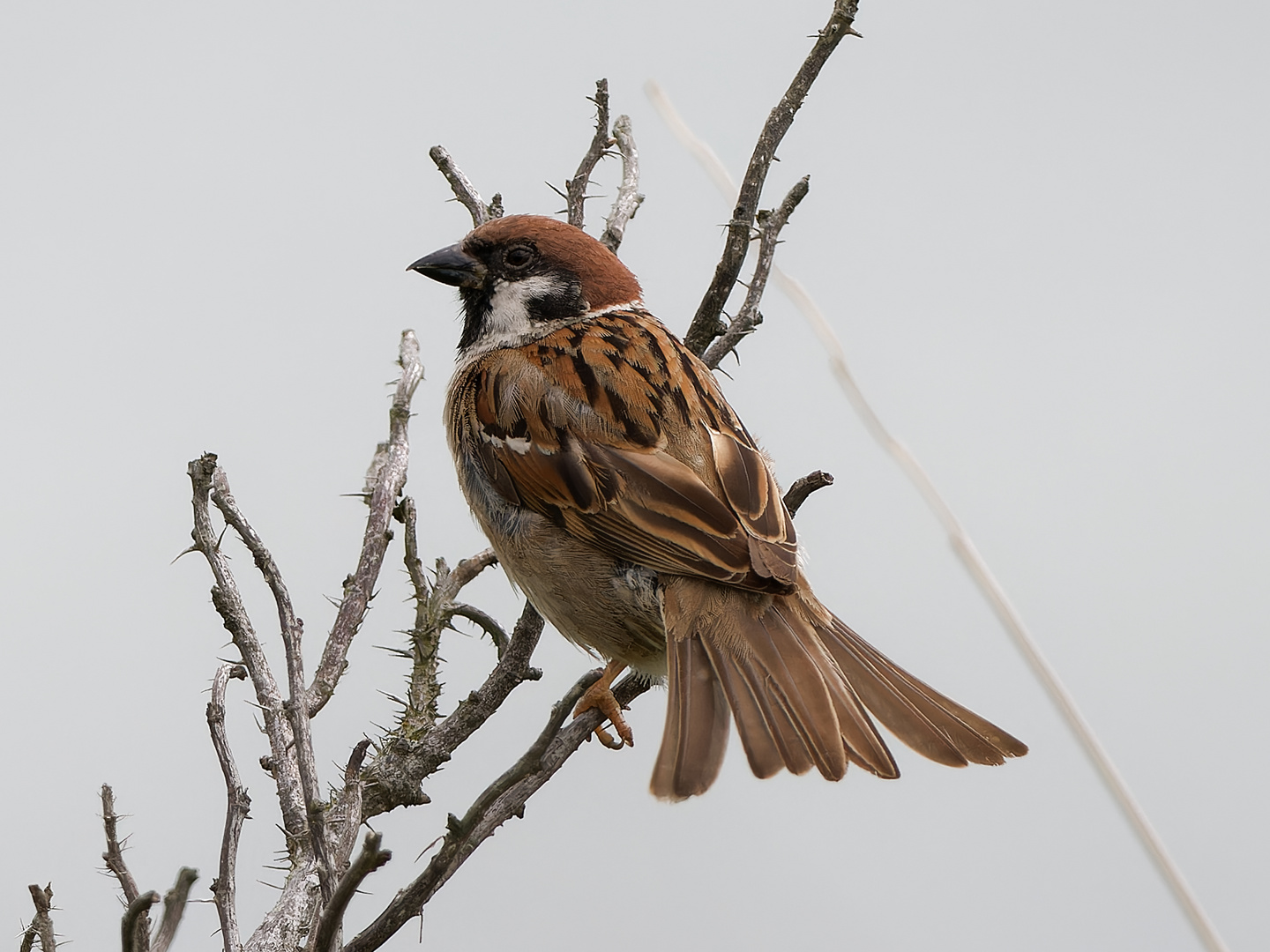 Spatz am Ostseestrand Foto & Bild | tiere, wildlife, wild lebende vögel ...