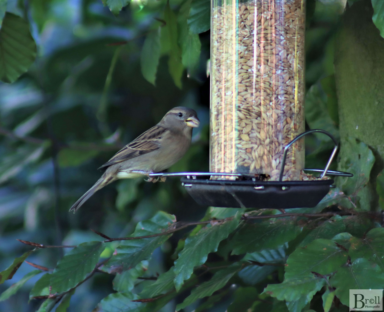 Spatz an der Futtersäule Foto & Bild | jahreszeiten, herbst, natur u ...
