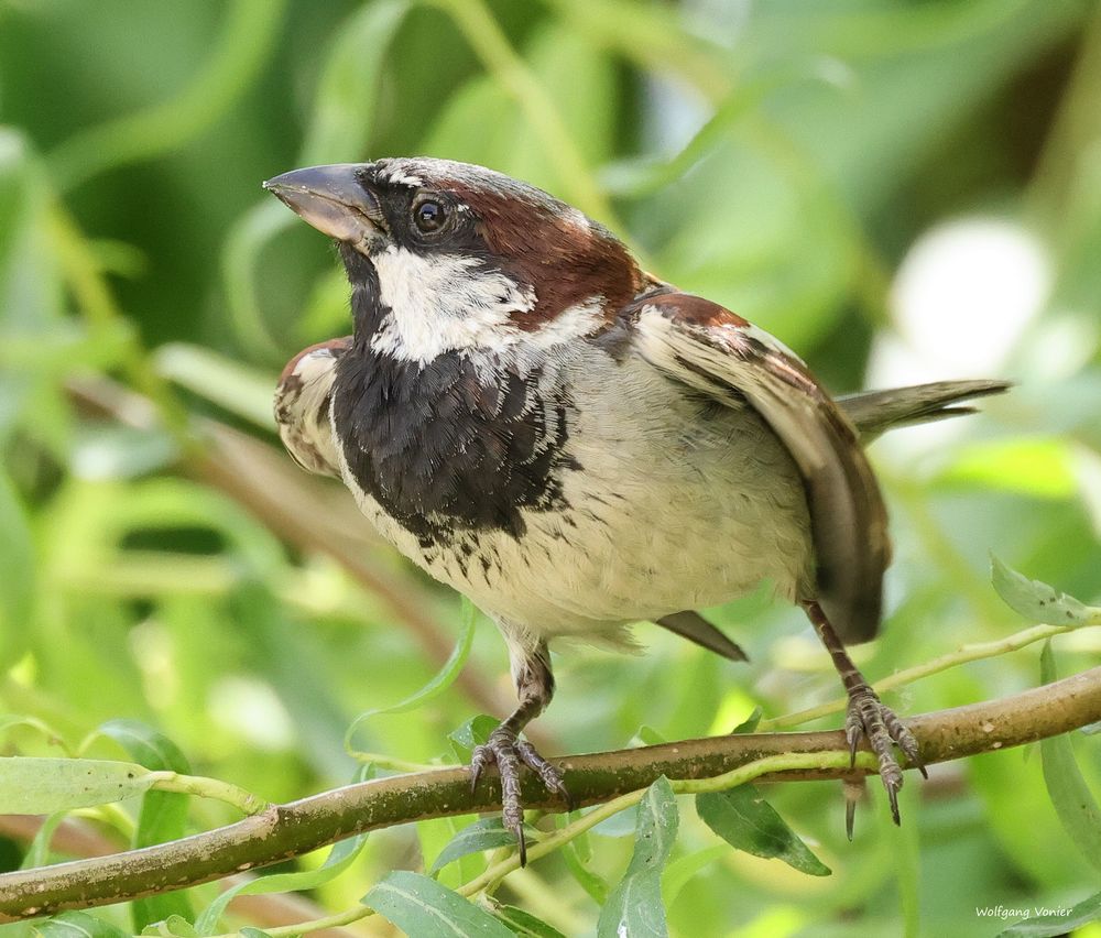 Spatz Foto & Bild | nah- & makro, tiere, wildlife Bilder auf fotocommunity