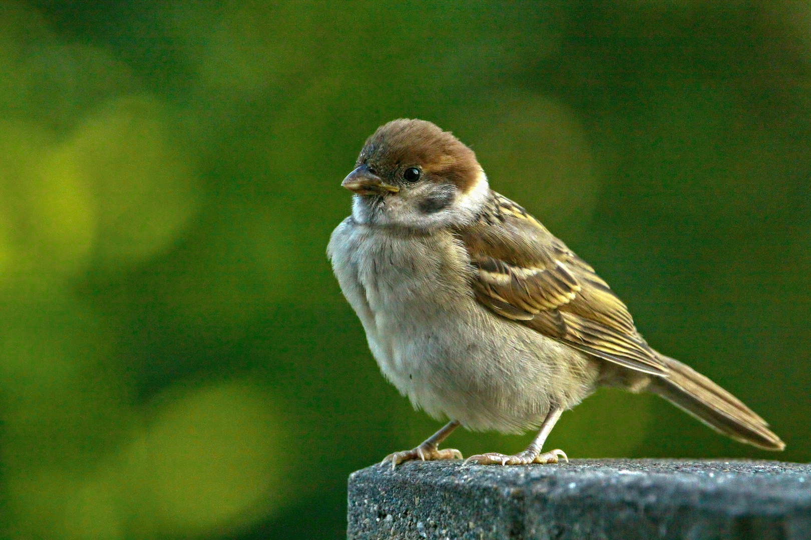 Spatz Foto & Bild | tiere, wildlife, wild lebende vögel Bilder auf ...