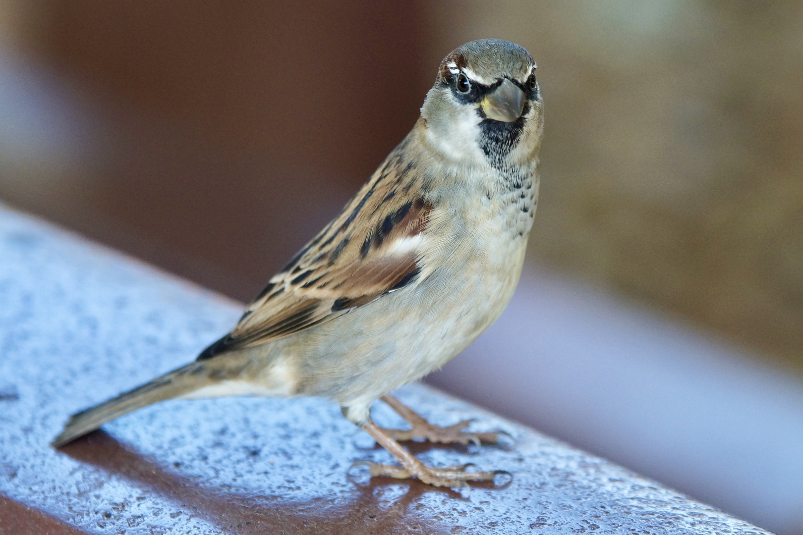 Spatz Foto & Bild | tiere, wildlife, wild lebende vögel Bilder auf ...