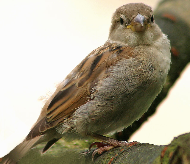 Spatz Foto & Bild | tiere, wildlife, wild lebende vögel Bilder auf ...