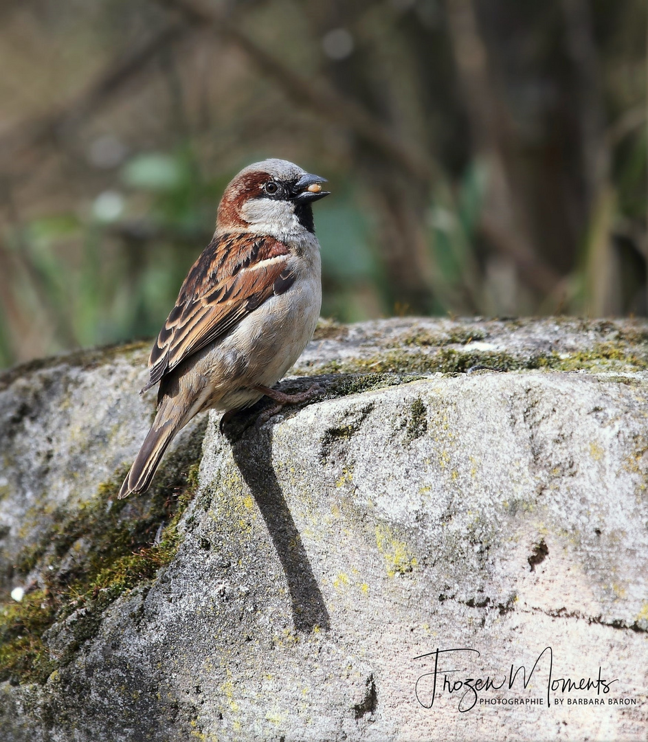 SPATZ Foto & Bild | canon, natur, sperling Bilder auf fotocommunity