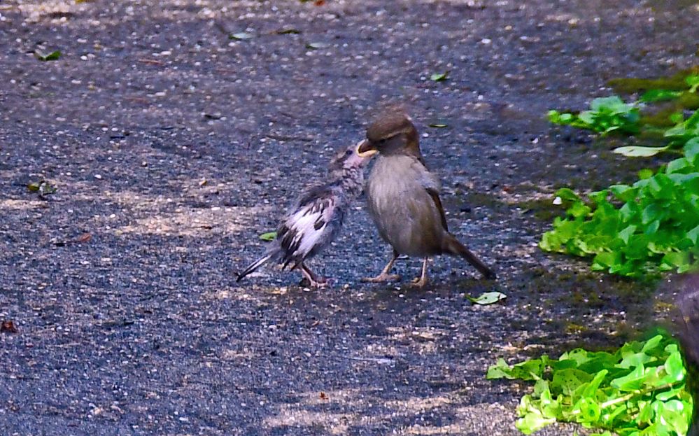 Spatz beim Füttern eines Jungvogels Foto & Bild | tiere, wildlife, wild ...