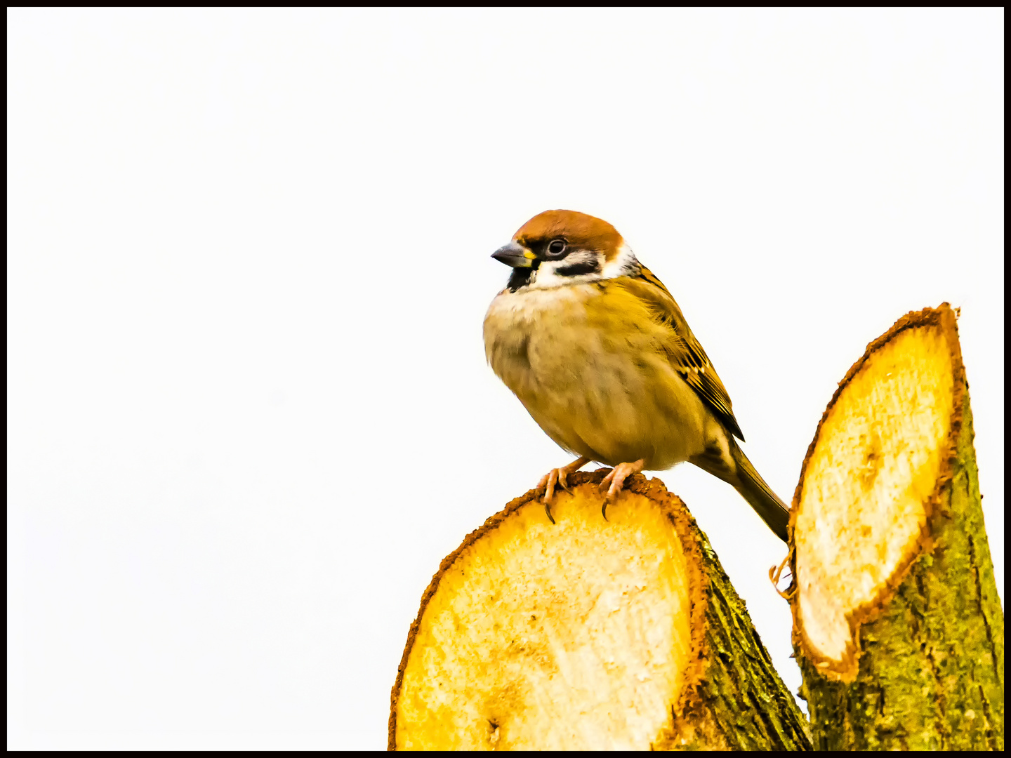 Spatz Foto & Bild | dokumentation, outdoor, natur Bilder auf fotocommunity