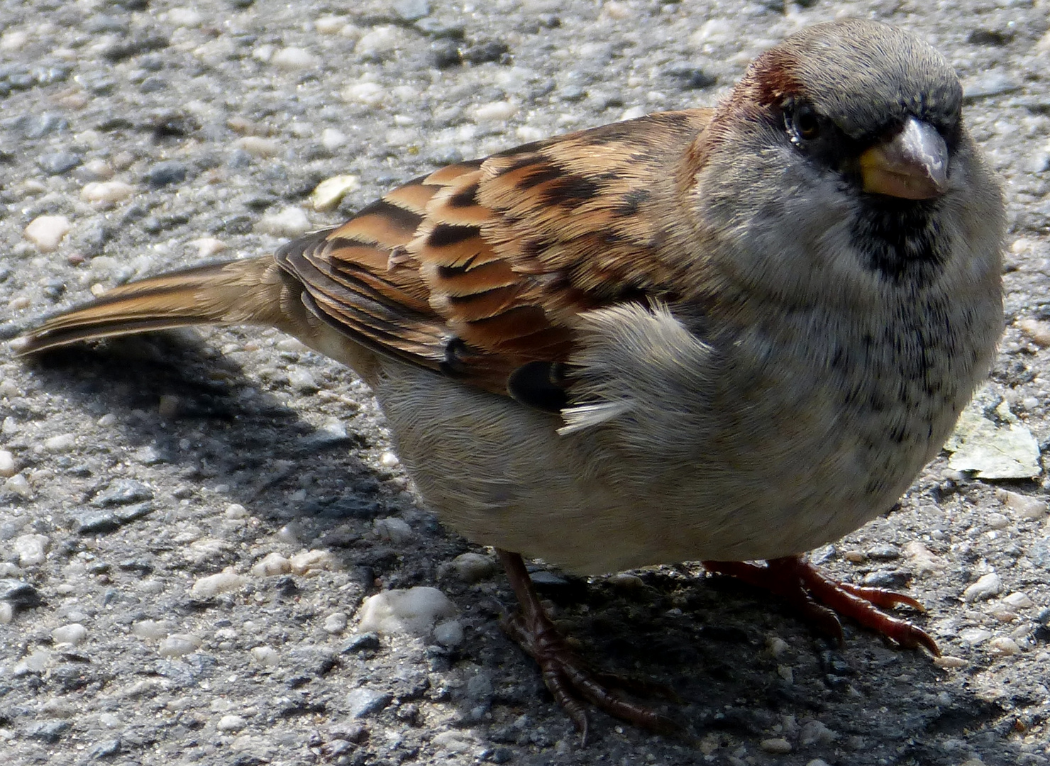 Spatz Foto & Bild | natur, tiere, wildlife Bilder auf fotocommunity