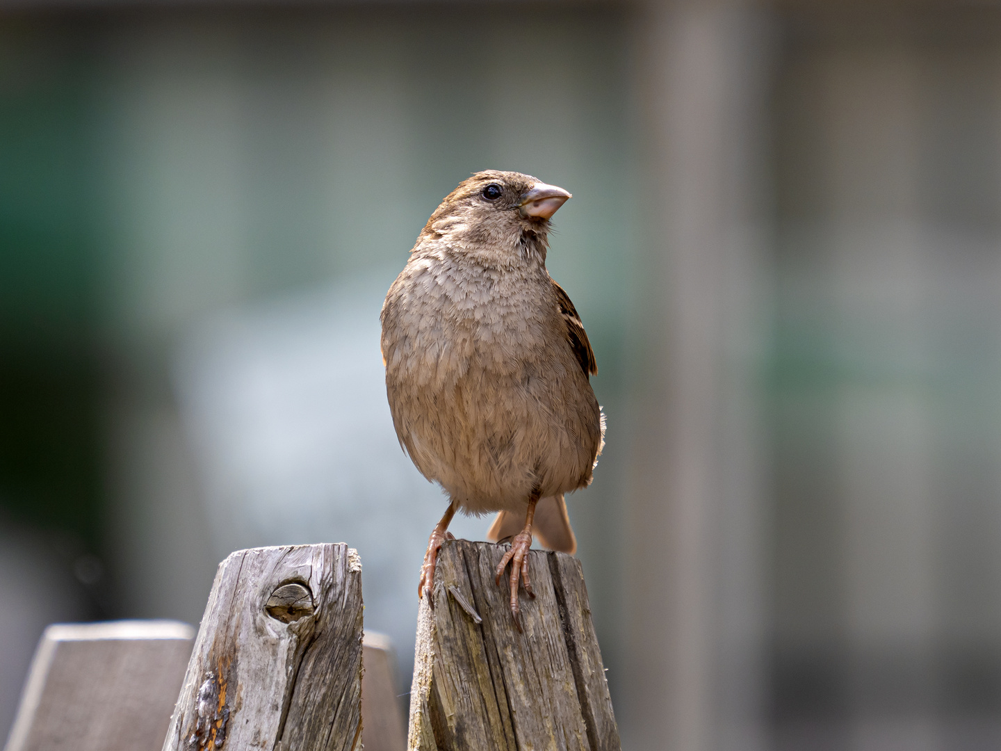 Spatz Foto & Bild | natur, tiere, wildlife Bilder auf fotocommunity