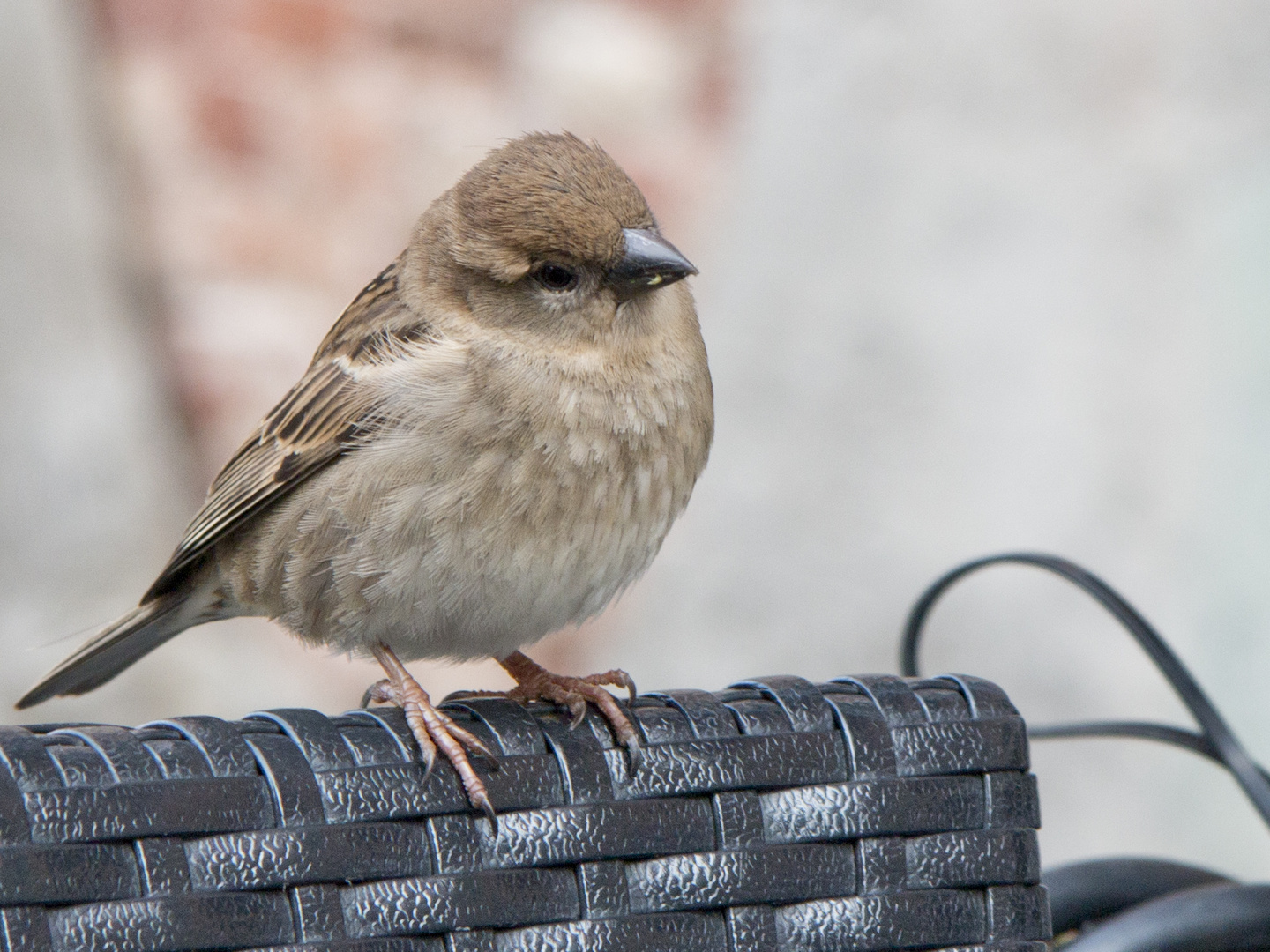 Spatz Foto & Bild | world Bilder auf fotocommunity