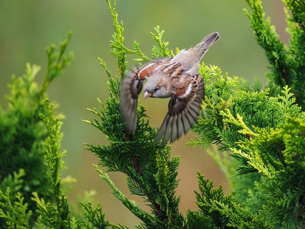 Spatz Foto & Bild | nature, wald, natur Bilder auf fotocommunity