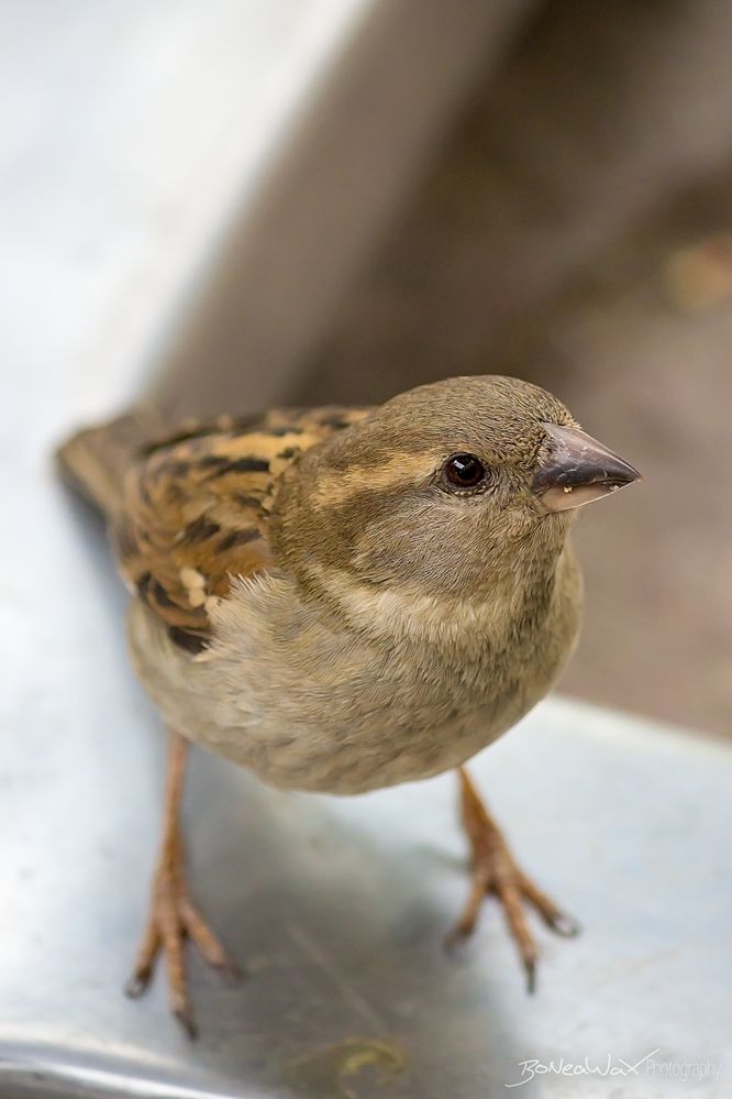 Spatz Foto & Bild | tiere, wildlife, wild lebende vögel Bilder auf ...