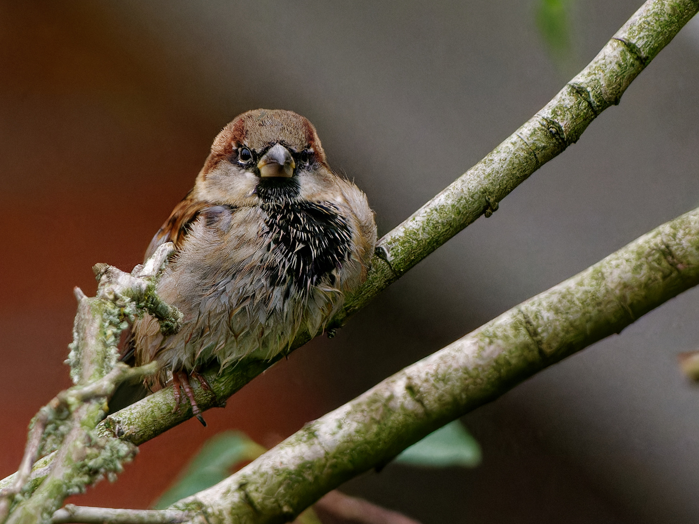 Spatz Foto & Bild | tiere, wildlife, wild lebende vögel Bilder auf ...