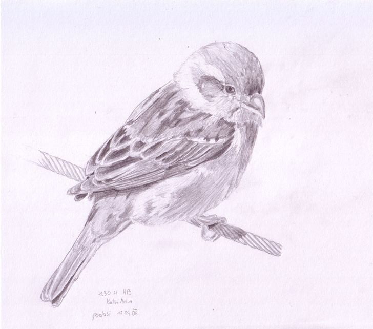 spatz Foto & Bild | 2d-grafik, zeichnungen, digiart Bilder auf ...