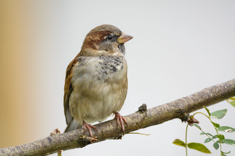 Spatz Foto & Bild | vögel, outdoor, natur Bilder auf fotocommunity