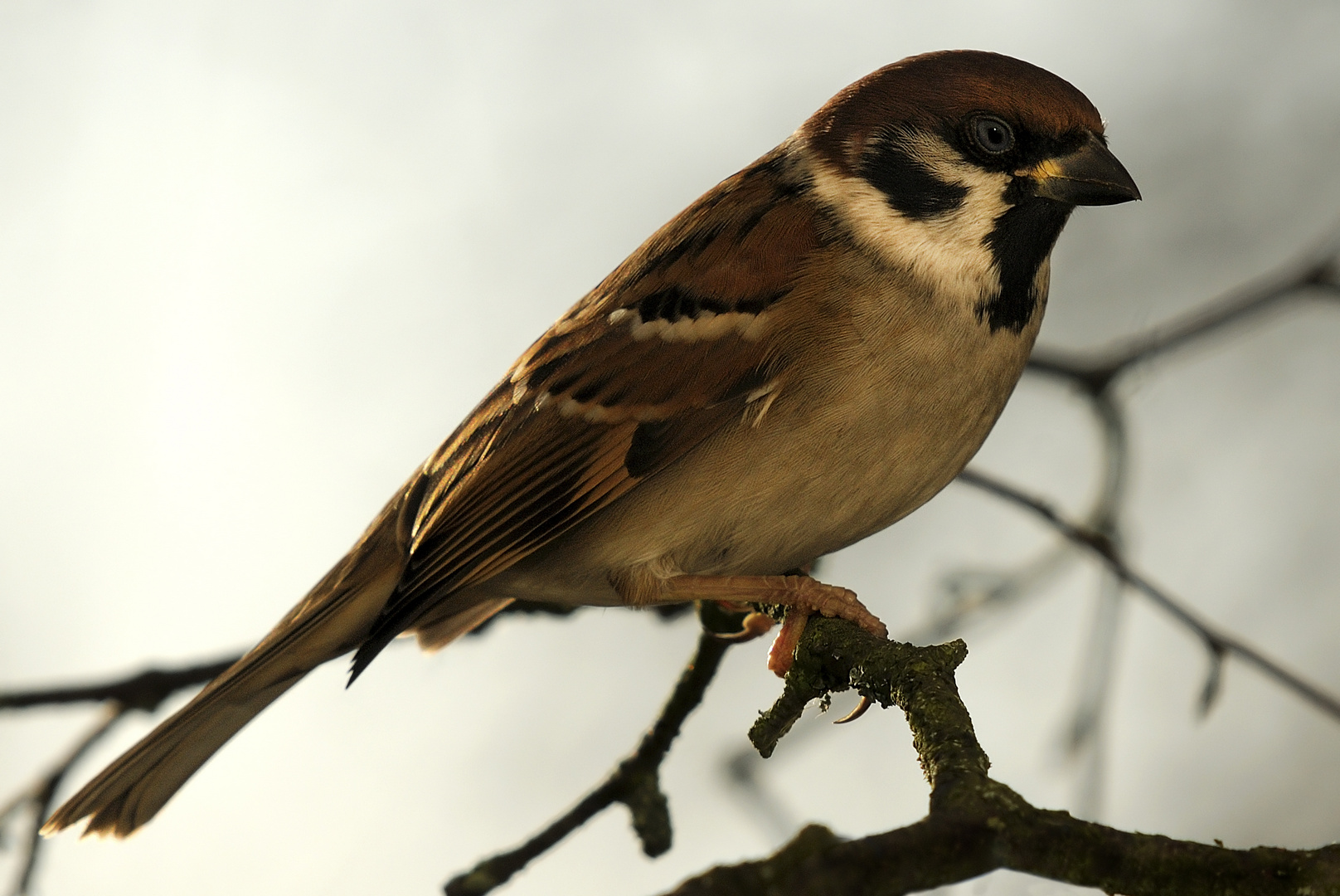 Spatz....... Foto & Bild | tiere, wildlife, wild lebende vögel Bilder ...