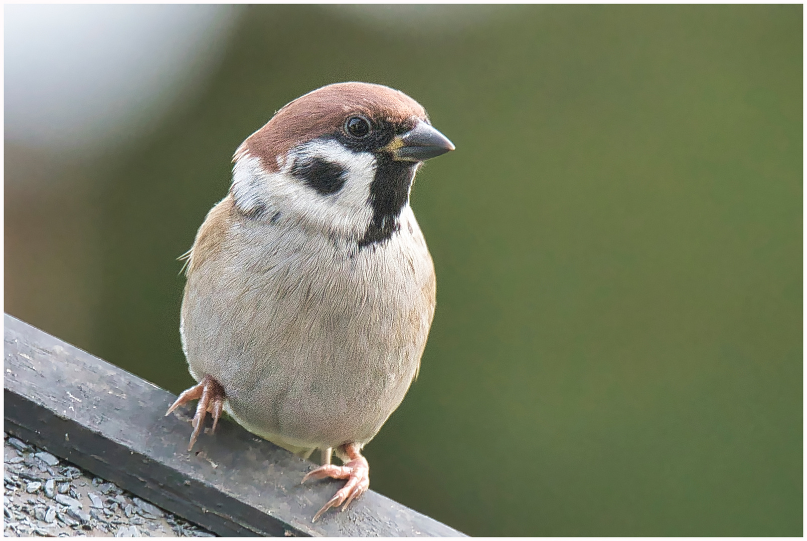 Spatz Foto & Bild | natur, sperling, tiere Bilder auf fotocommunity