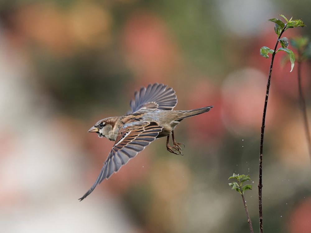 Spatz Flug in den Morgen Foto & Bild | tiere, wildlife, wild lebende ...