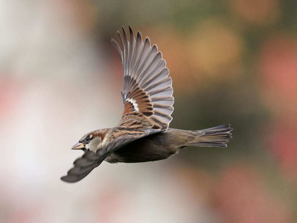 Spatz Flug in den Morgen II Foto & Bild | tiere, wildlife, wild lebende ...