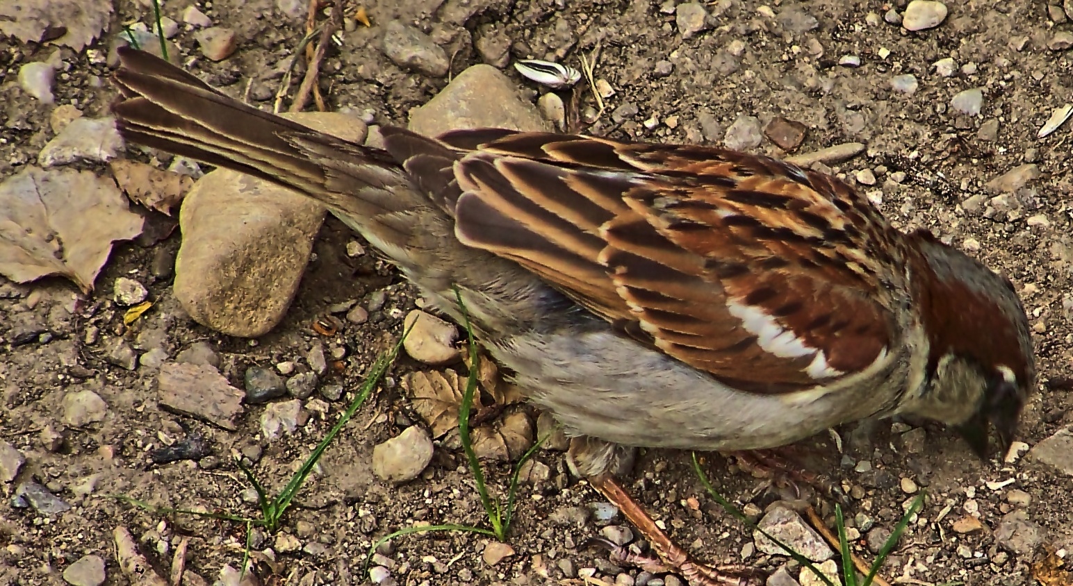 Spatz, fotografiert auf der Schmelz (Wien 15.) Foto & Bild | landschaft ...