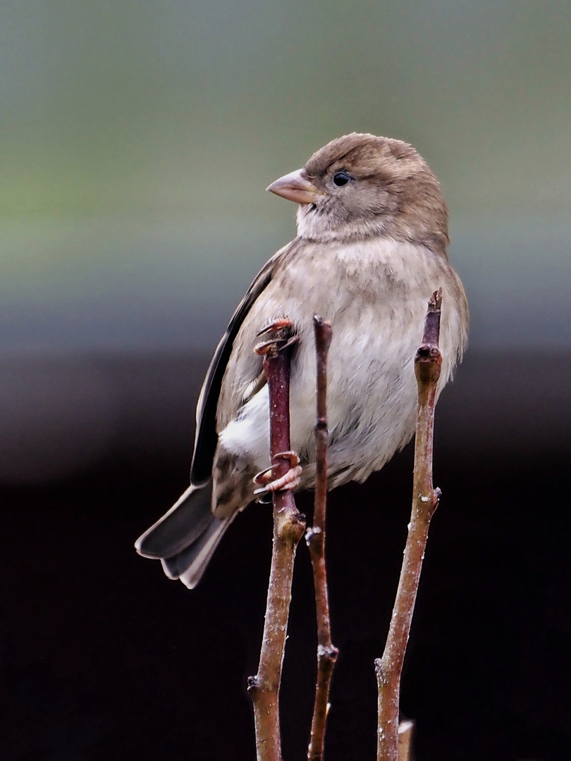 Spatz ganz gross ;-)) Foto & Bild | Bilder auf fotocommunity