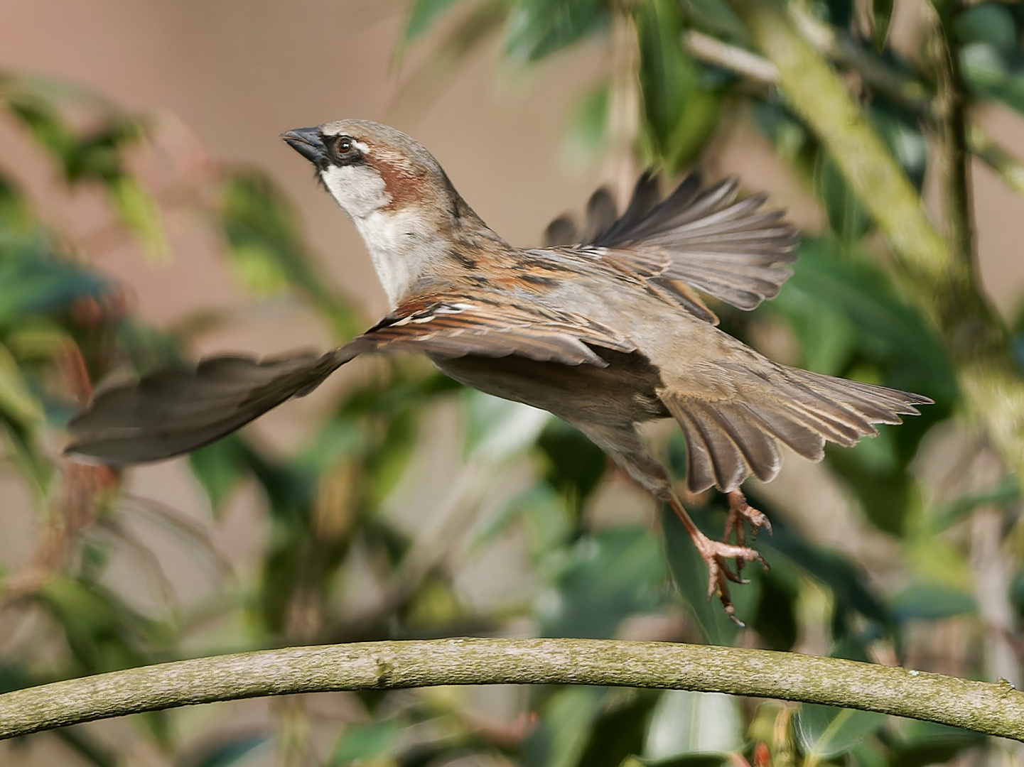 Spatz im Flug Foto & Bild | tiere, wildlife, wild lebende vögel Bilder ...