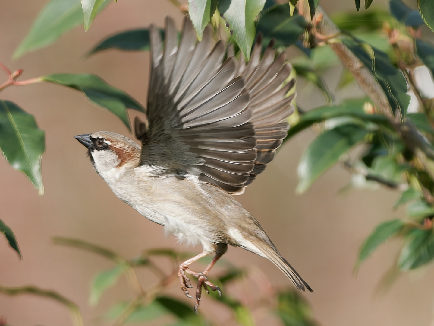 Spatz im Flug Foto & Bild | tiere, wildlife, wild lebende vögel Bilder ...