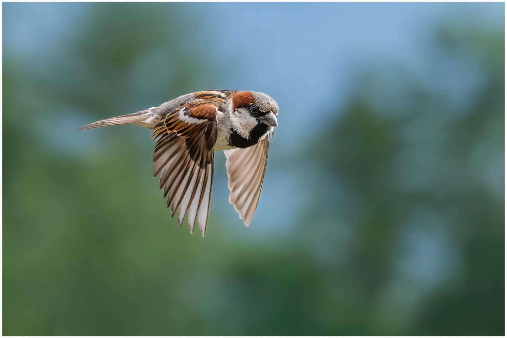 Spatz im Flug Foto & Bild | natur, flug, tiere Bilder auf fotocommunity