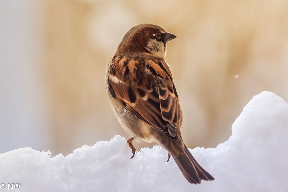 Spatz im Schnee 2.0 Foto & Bild | tiere, wildlife, wild lebende vögel ...