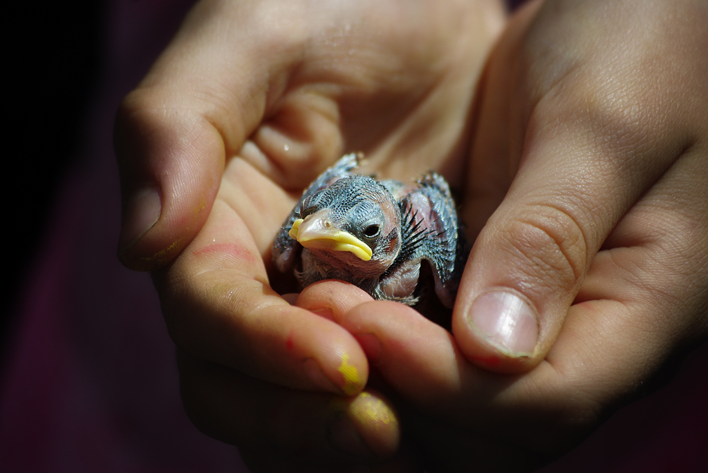 Spatz in der Hand I Foto & Bild | tiere, natur Bilder auf fotocommunity