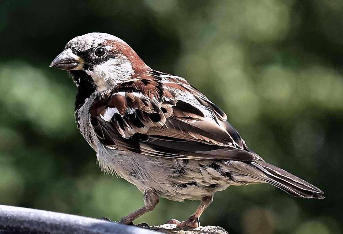 Spatz Männchen Porträt Foto & Bild | tiere, wildlife, wild lebende ...