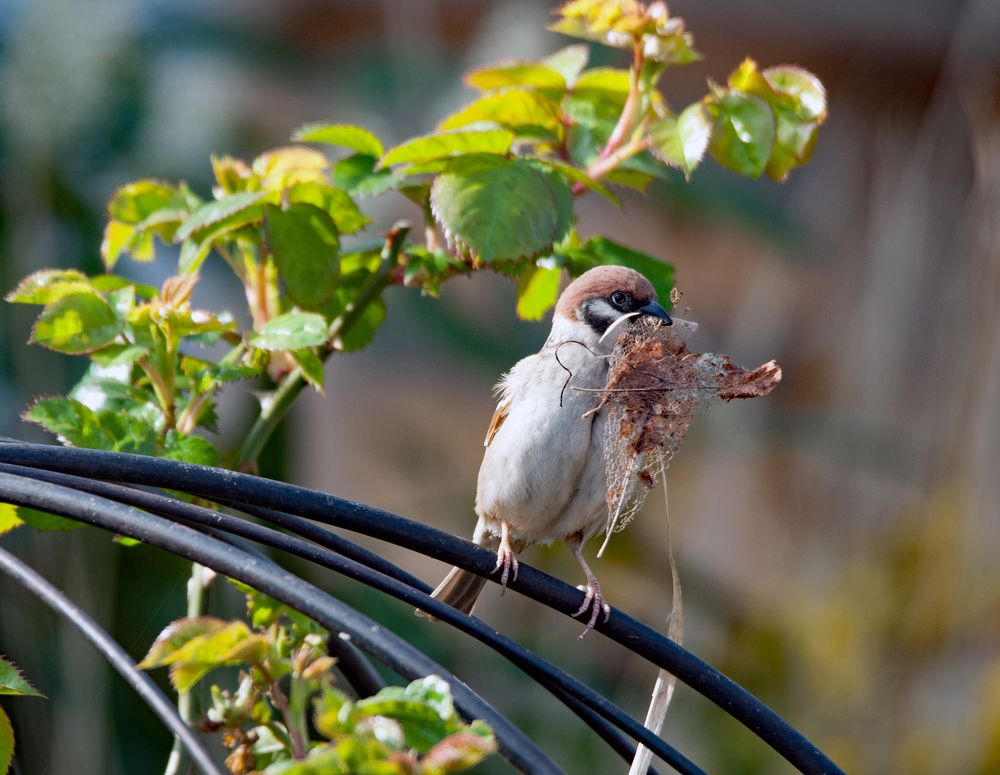 Spatz mit "Baumaterial" Foto & Bild | tiere, natur Bilder auf fotocommunity