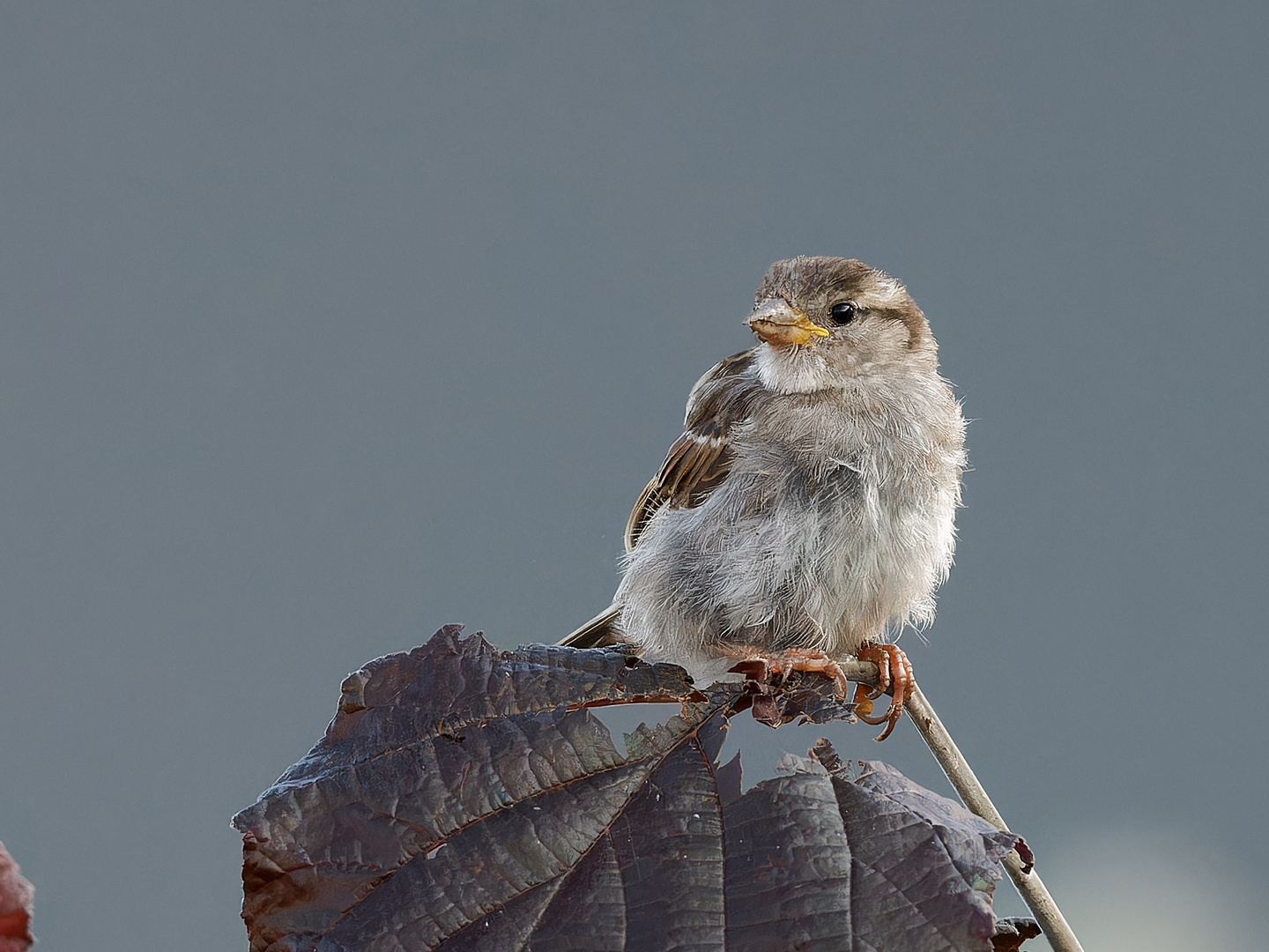 Spatz mit Überblick Foto & Bild | tiere, wildlife, wild lebende vögel ...