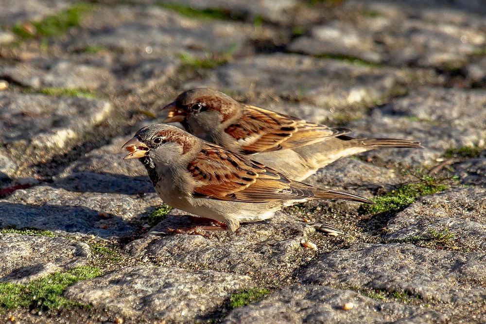 Spatzen 1 Foto & Bild | tiere, wildlife, wild lebende vögel Bilder auf ...