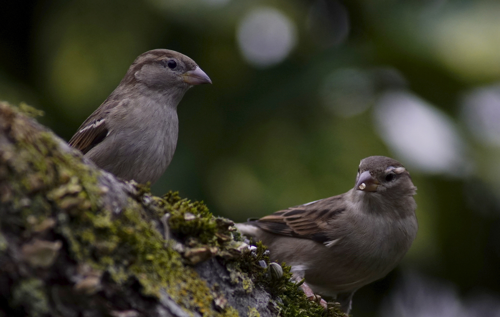 Spatzen. Foto & Bild | tiere, wildlife, wild lebende vögel Bilder auf ...