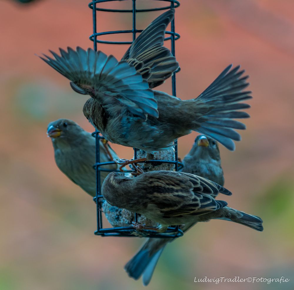 Spatzen Foto & Bild | tiere, wildlife, wild lebende vögel Bilder auf ...