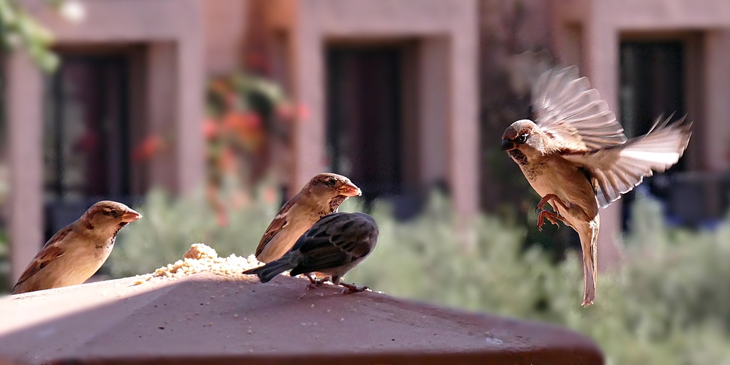 Spatzen ! Foto & Bild | tiere, wildlife, wild lebende vögel Bilder auf ...