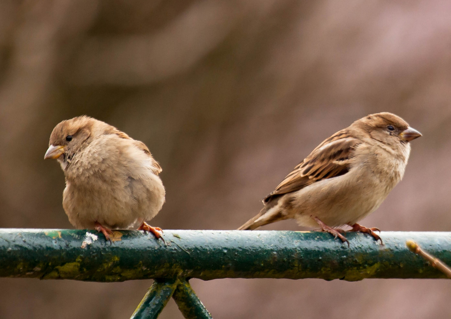 Spatzen 3 Foto & Bild | tiere, wildlife, wildlife luder-futterplätze ...