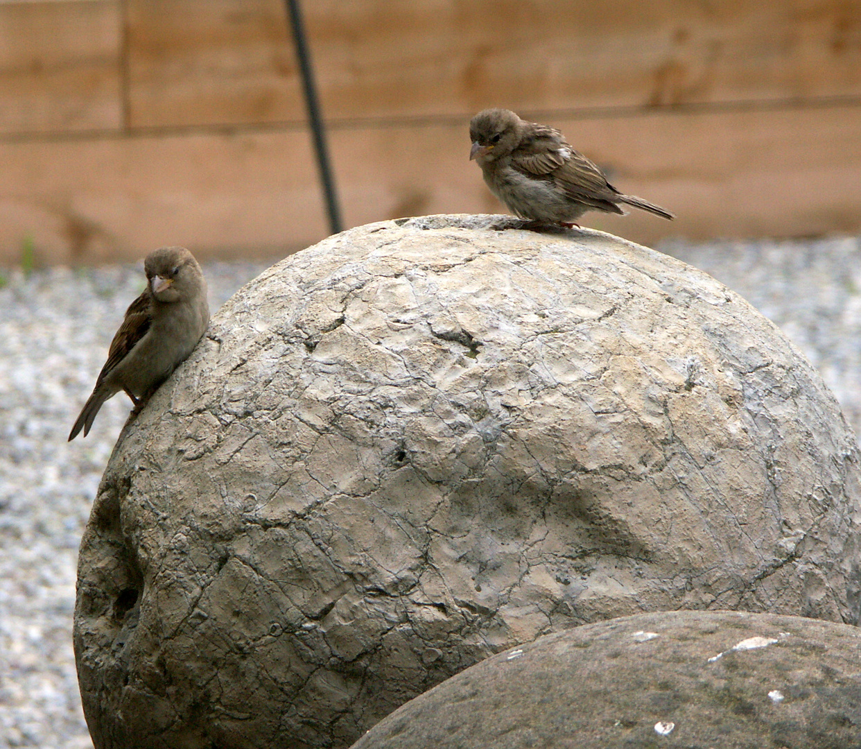 Spatzen Foto & Bild | natur, pflanzen, pilze & flechten Bilder auf ...