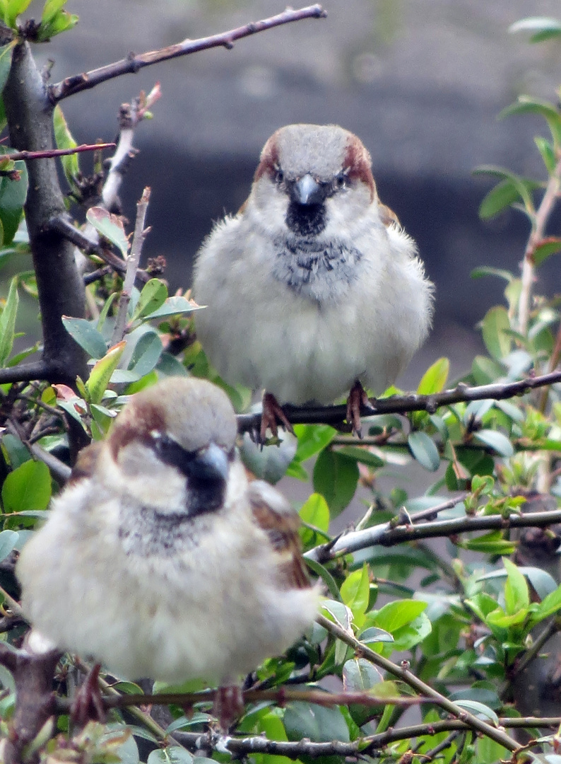 Spatzen Foto & Bild | tiere, wildlife, wild lebende vögel Bilder auf ...