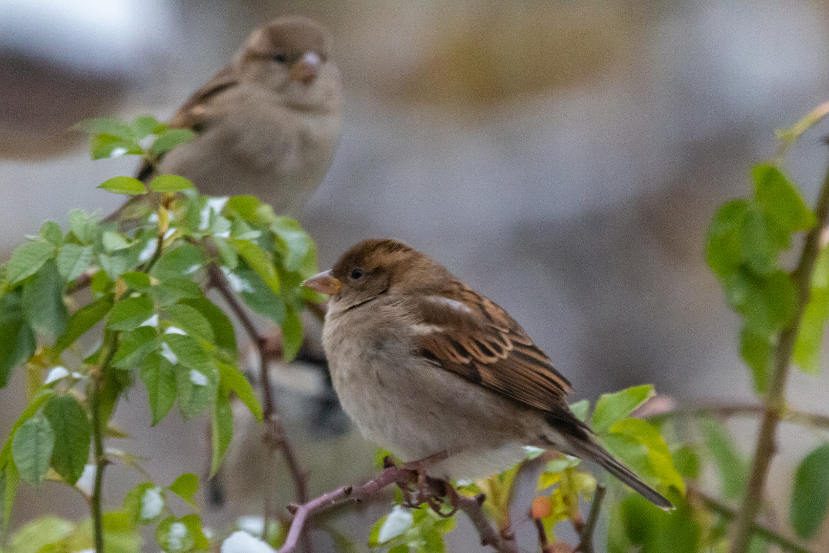 Spatzen Foto & Bild | tiere, wildlife, wild lebende vögel Bilder auf ...