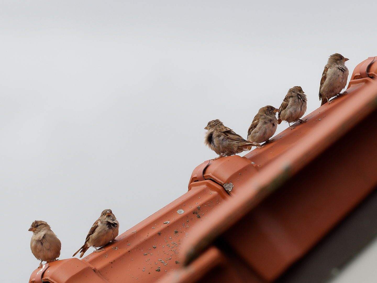 Spatzen auf dem Dach Foto & Bild | tiere, wildlife, wild lebende vögel ...