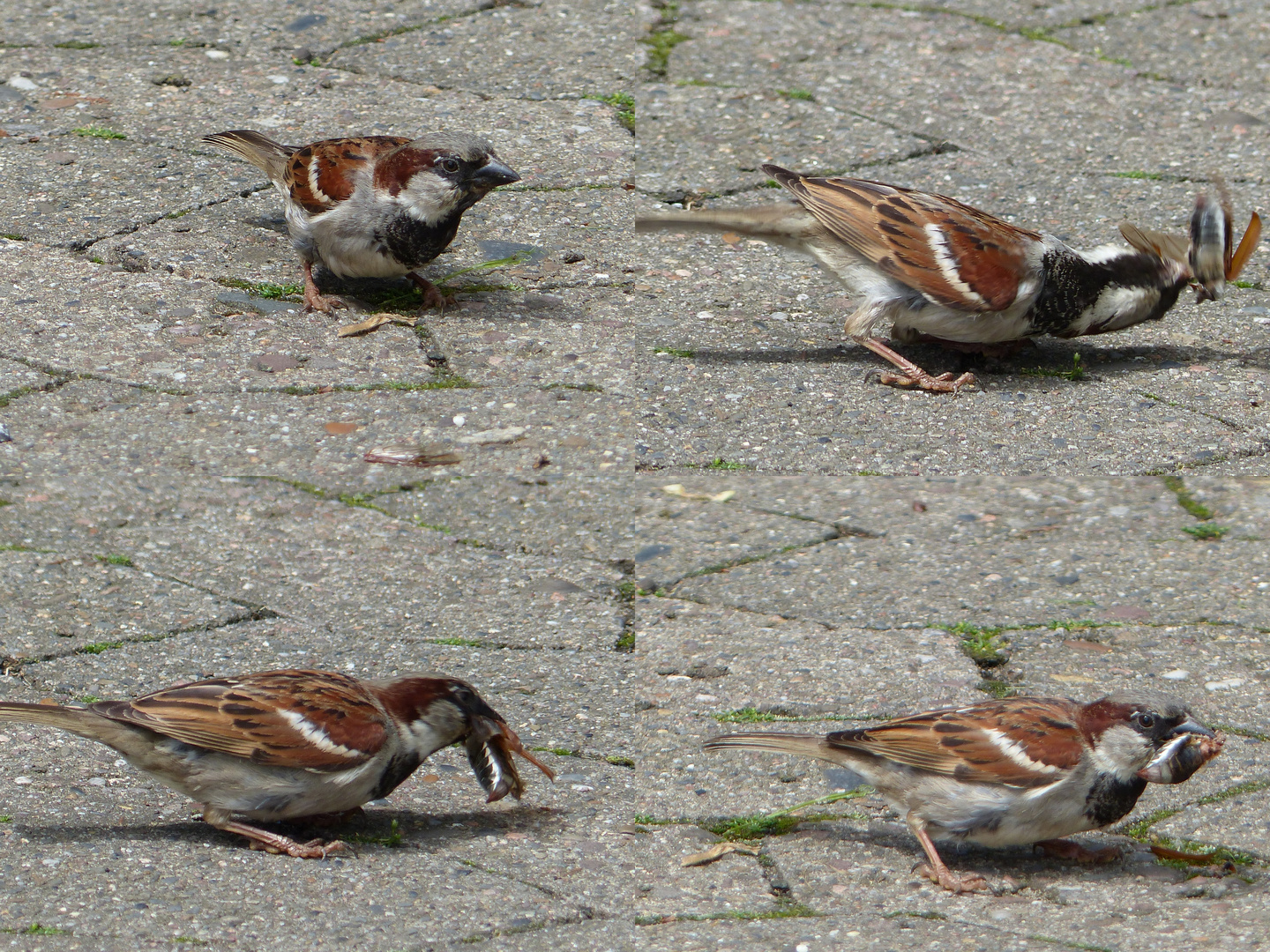 Spatzen... Foto & Bild | alle vögel, vögel, wildlife Bilder auf ...