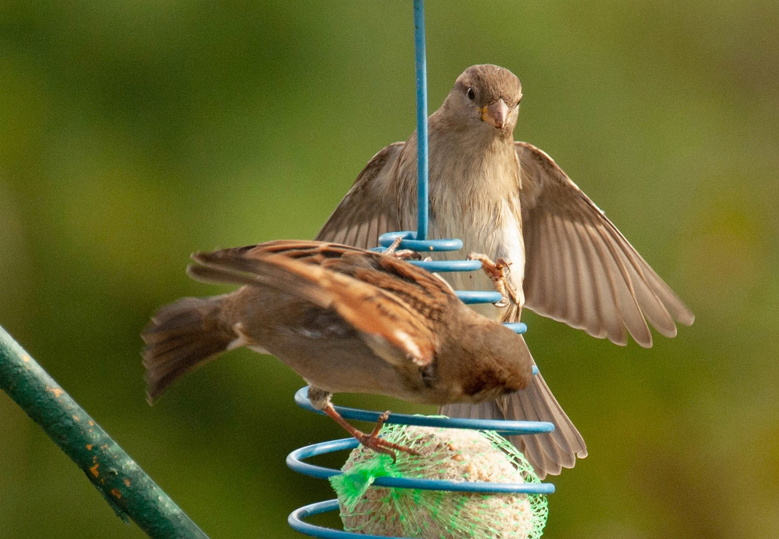 Spatzen beim Futtern 1 Foto & Bild | tiere, wildlife, wild lebende ...