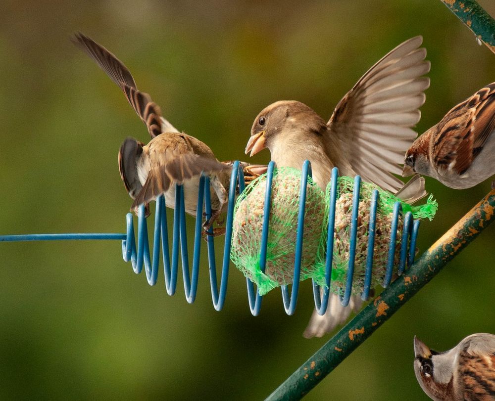 Spatzen beim Futtern 2 Foto & Bild | tiere, wildlife, wild lebende ...