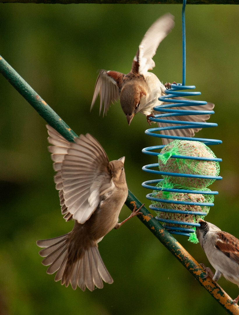 Spatzen beim Futtern 3 Foto & Bild | tiere, wildlife, wild lebende ...